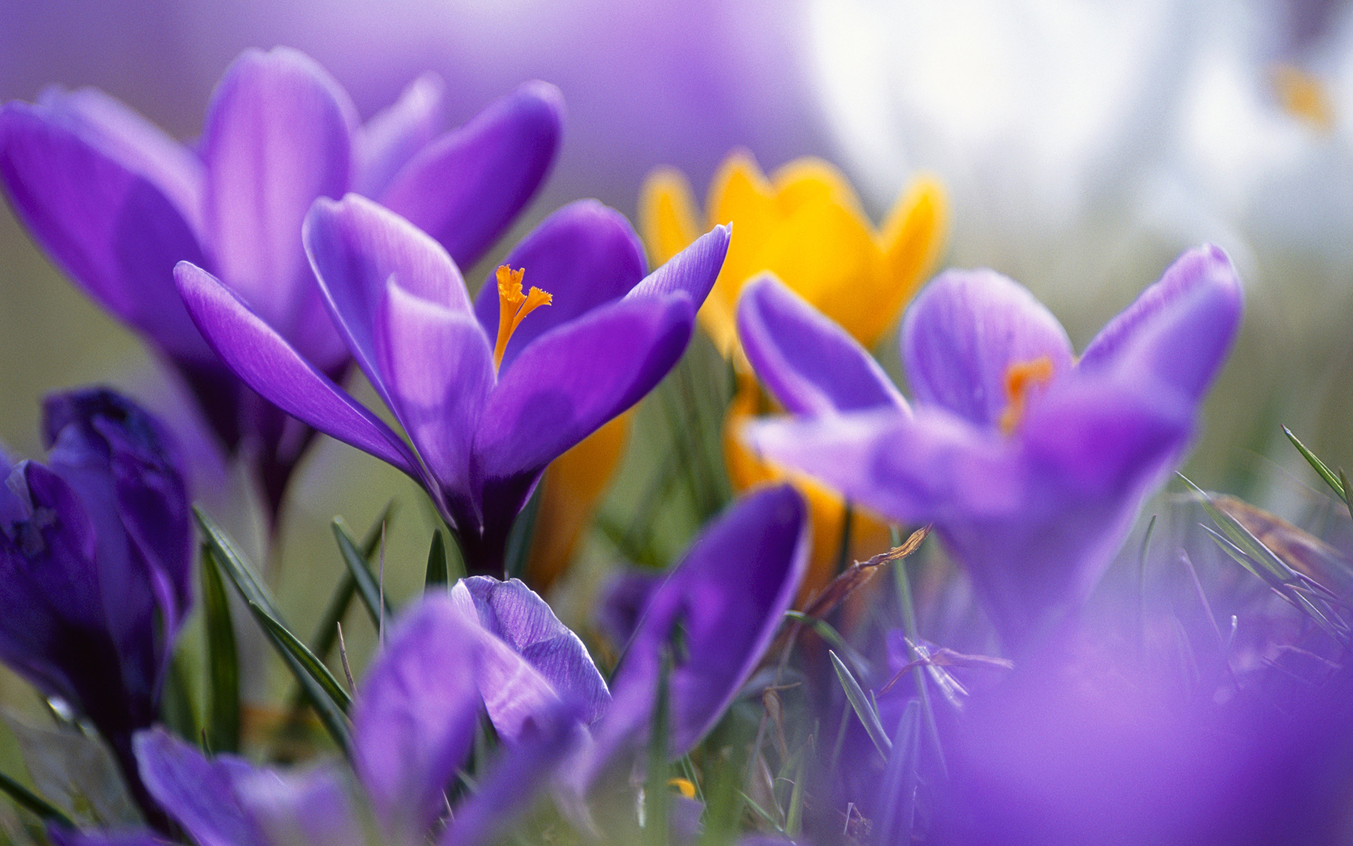 Purple Crocuses Wallpapers Wallpapers HD